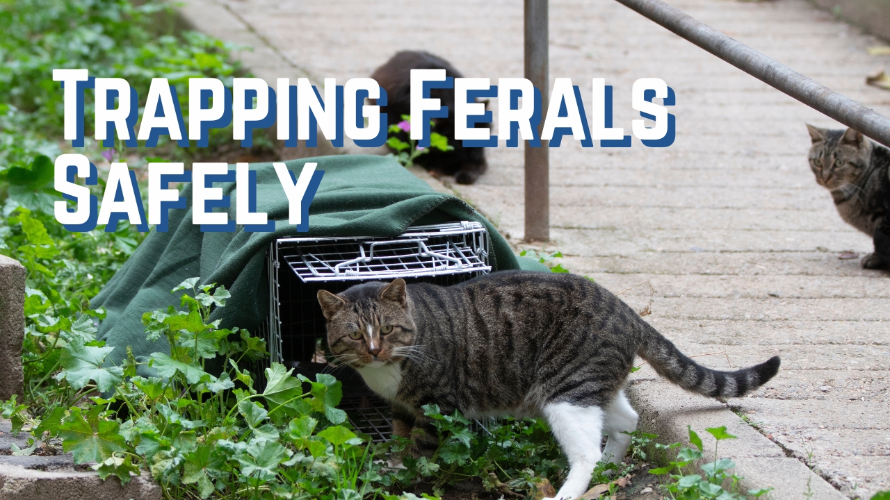 How to Trap Feral Cats – Videos – Mother Earth News